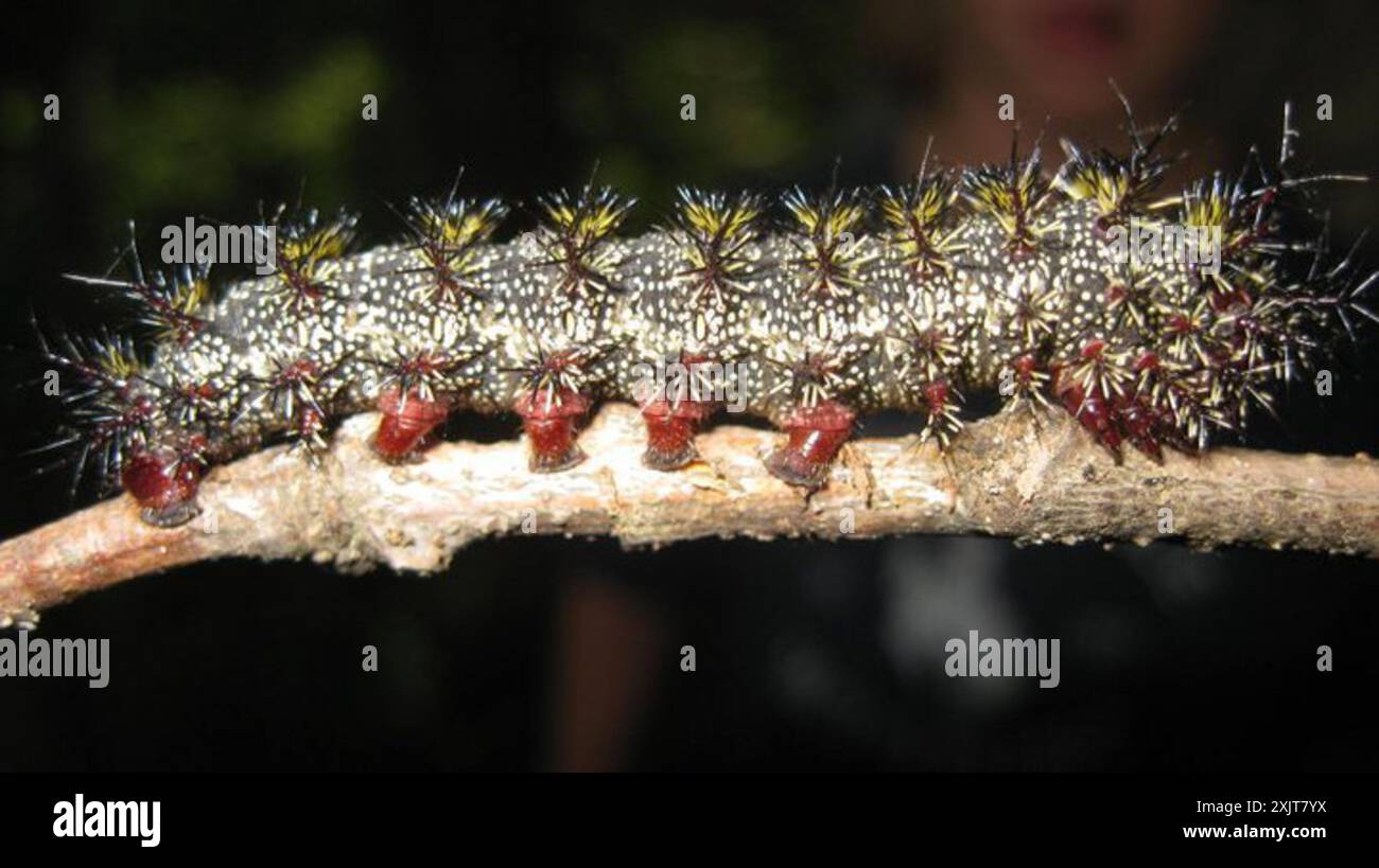 Buck Moth (Hemileuca maia) Insecta Stock Photo - Alamy
