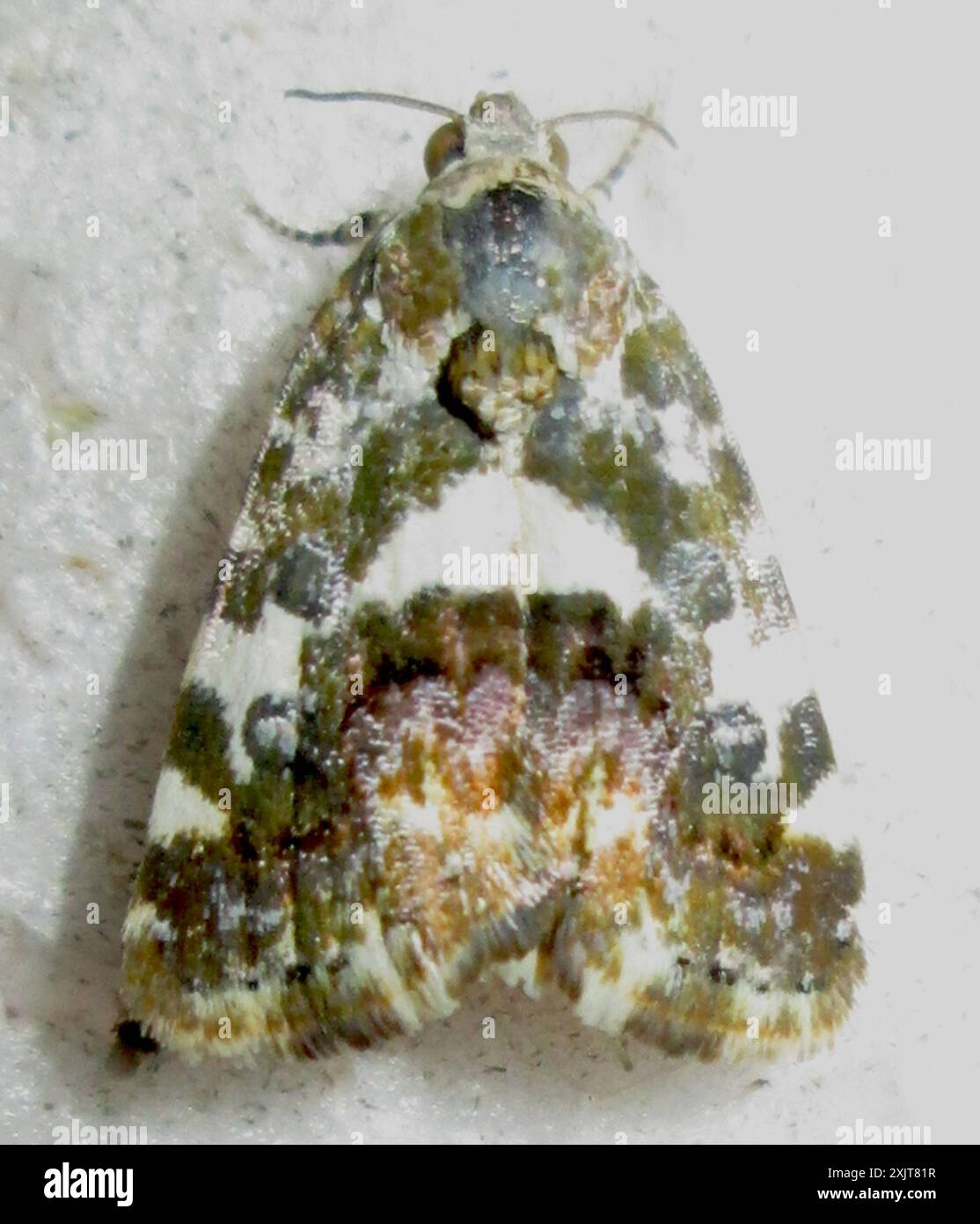 Butterflies and Moths (Lepidoptera) Insecta Stock Photo - Alamy