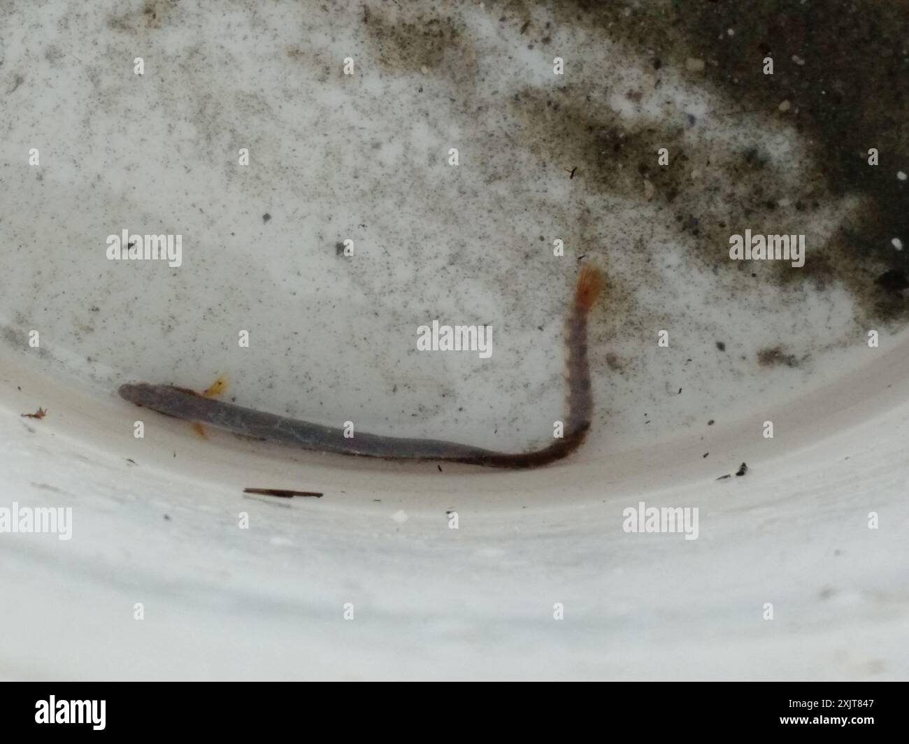 Gunnel pholis gunnellus hi-res stock photography and images - Alamy