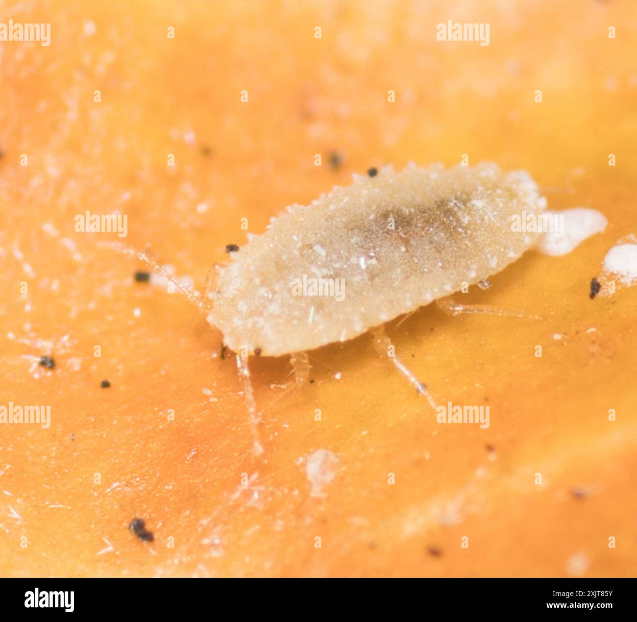 Mealybugs (Pseudococcidae) Insecta Stock Photo - Alamy