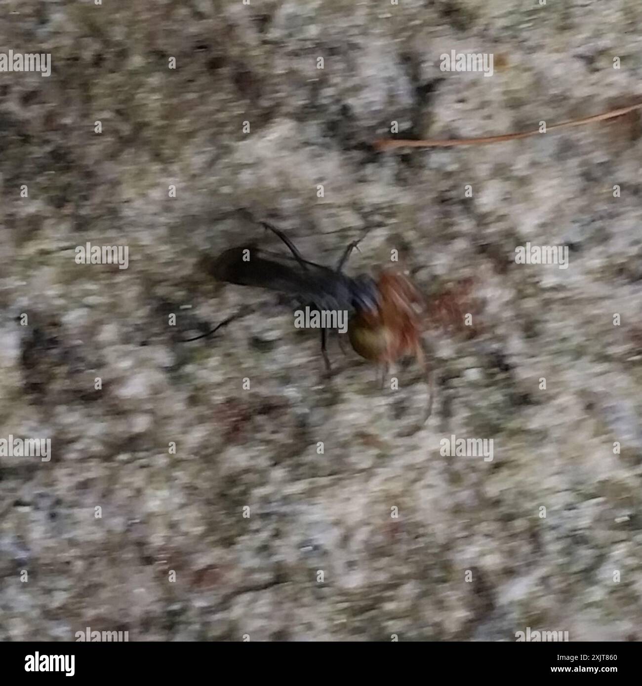 Spider Wasps (Pompilidae) Insecta Stock Photo - Alamy