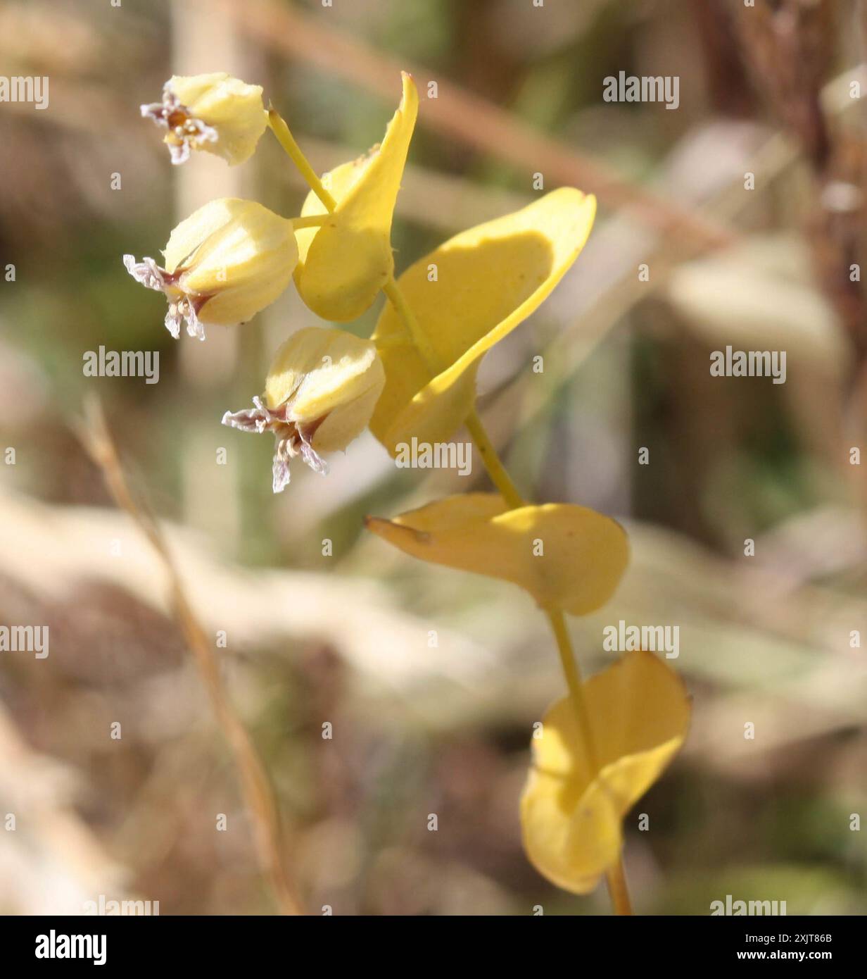 Mount Burdell Jewelflower (Streptanthus anomalus) Plantae Stock Photo ...