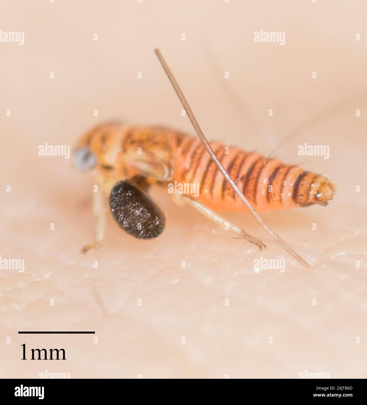 Pincer Wasps (Dryinidae) Insecta Stock Photo - Alamy