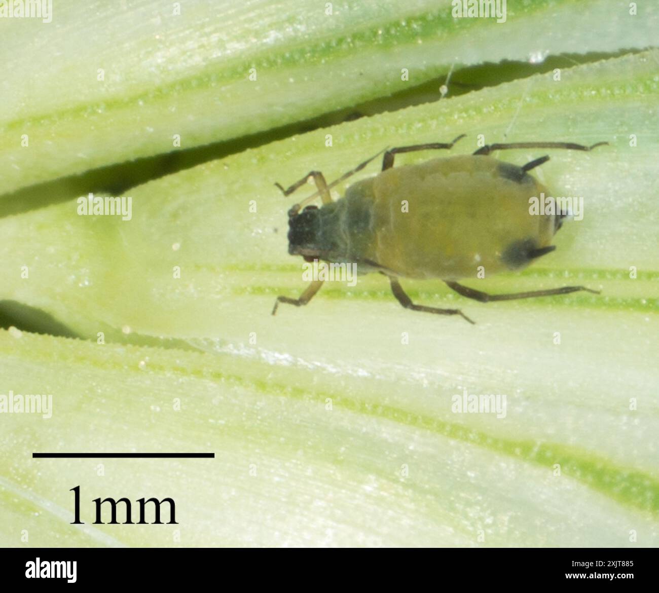 Corn Leaf Aphid (Rhopalosiphum maidis) Insecta Stock Photo - Alamy