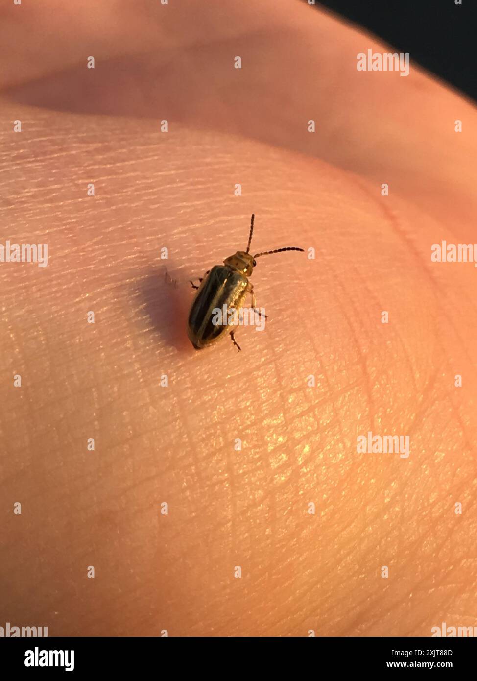 Skeletonizing Leaf and Flea Beetles (Galerucinae) Insecta Stock Photo ...