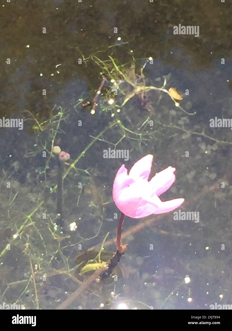 Purple Bladderwort (Utricularia purpurea) Plantae Stock Photo - Alamy