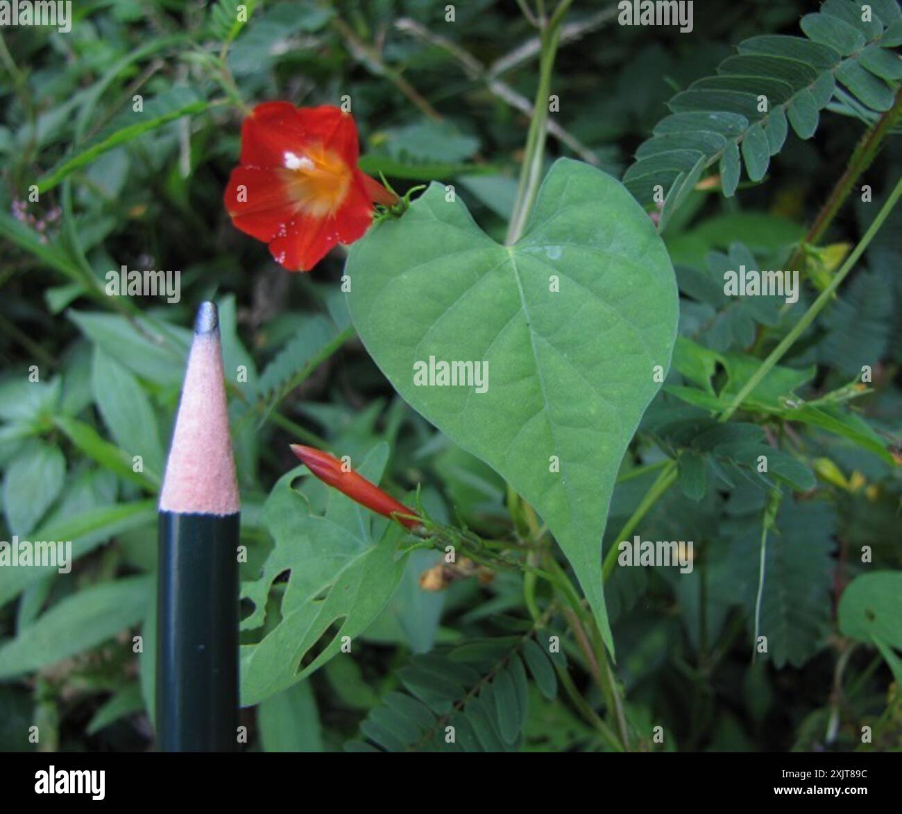 red morning glory (Ipomoea coccinea) Plantae Stock Photo - Alamy