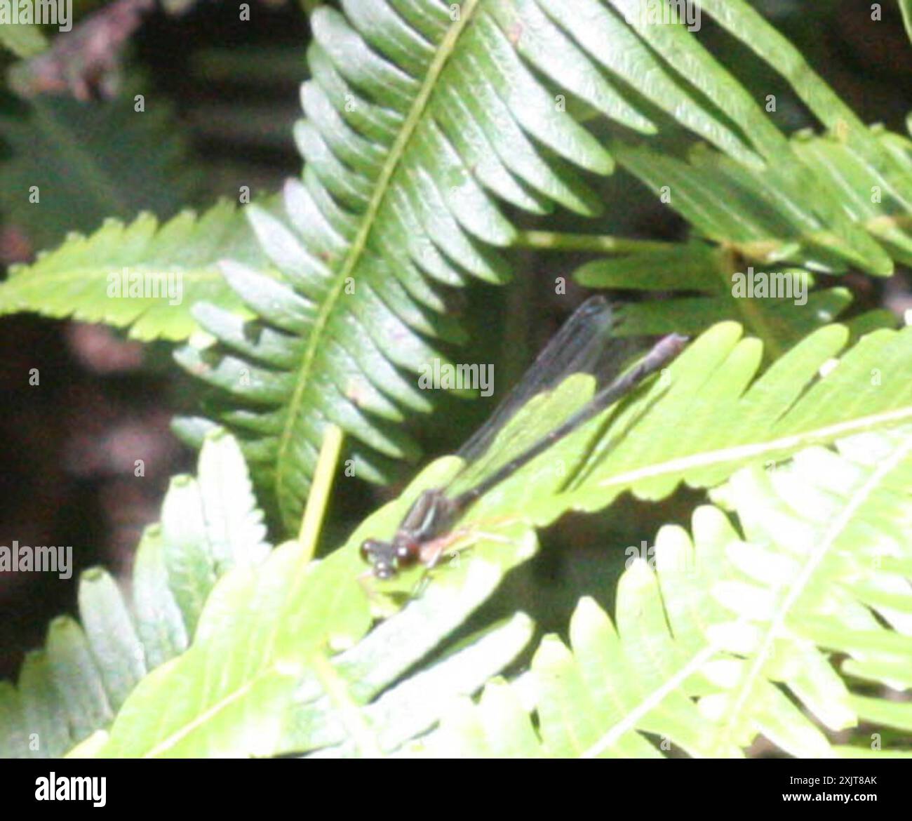 Alakai Swamp Damselfly (Megalagrion adytum) Insecta Stock Photo - Alamy