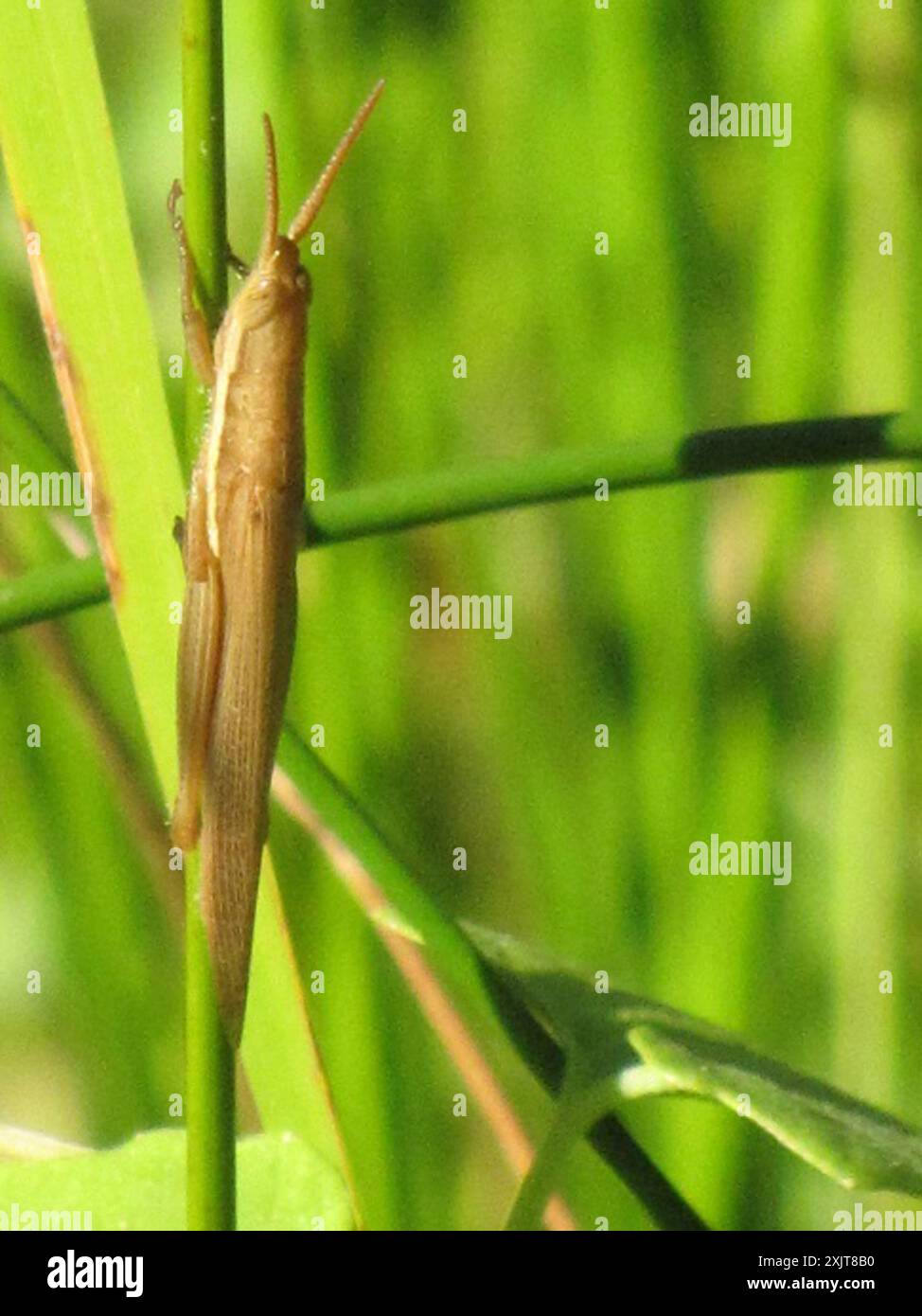 Cattail Toothpick Grasshopper (Leptysma marginicollis) Insecta Stock ...