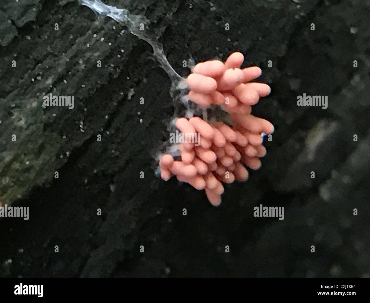 (Arcyria insignis) Protozoa Stock Photo - Alamy