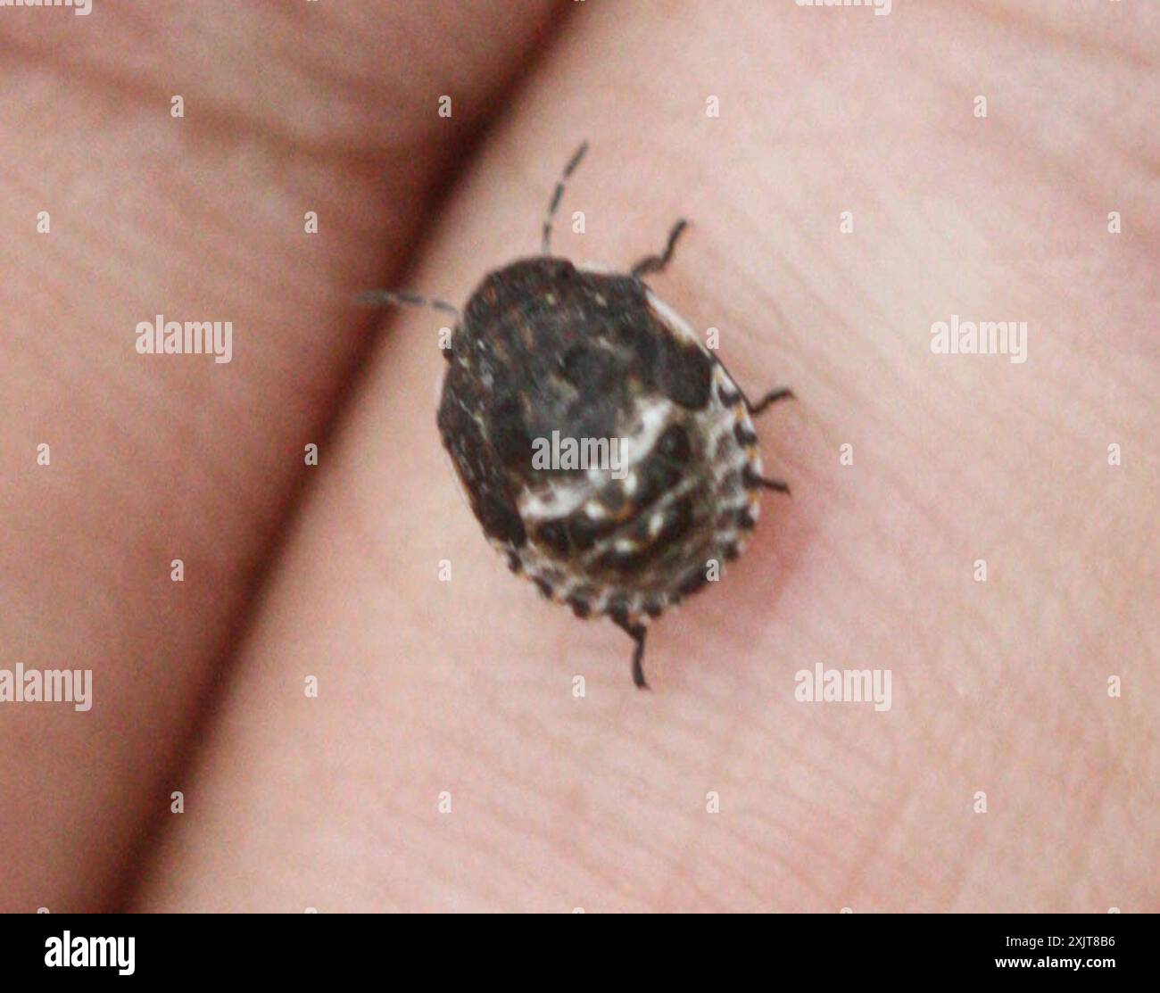 Stink Bugs, Shield Bugs, and Allies (Pentatomoidea) Insecta Stock Photo ...