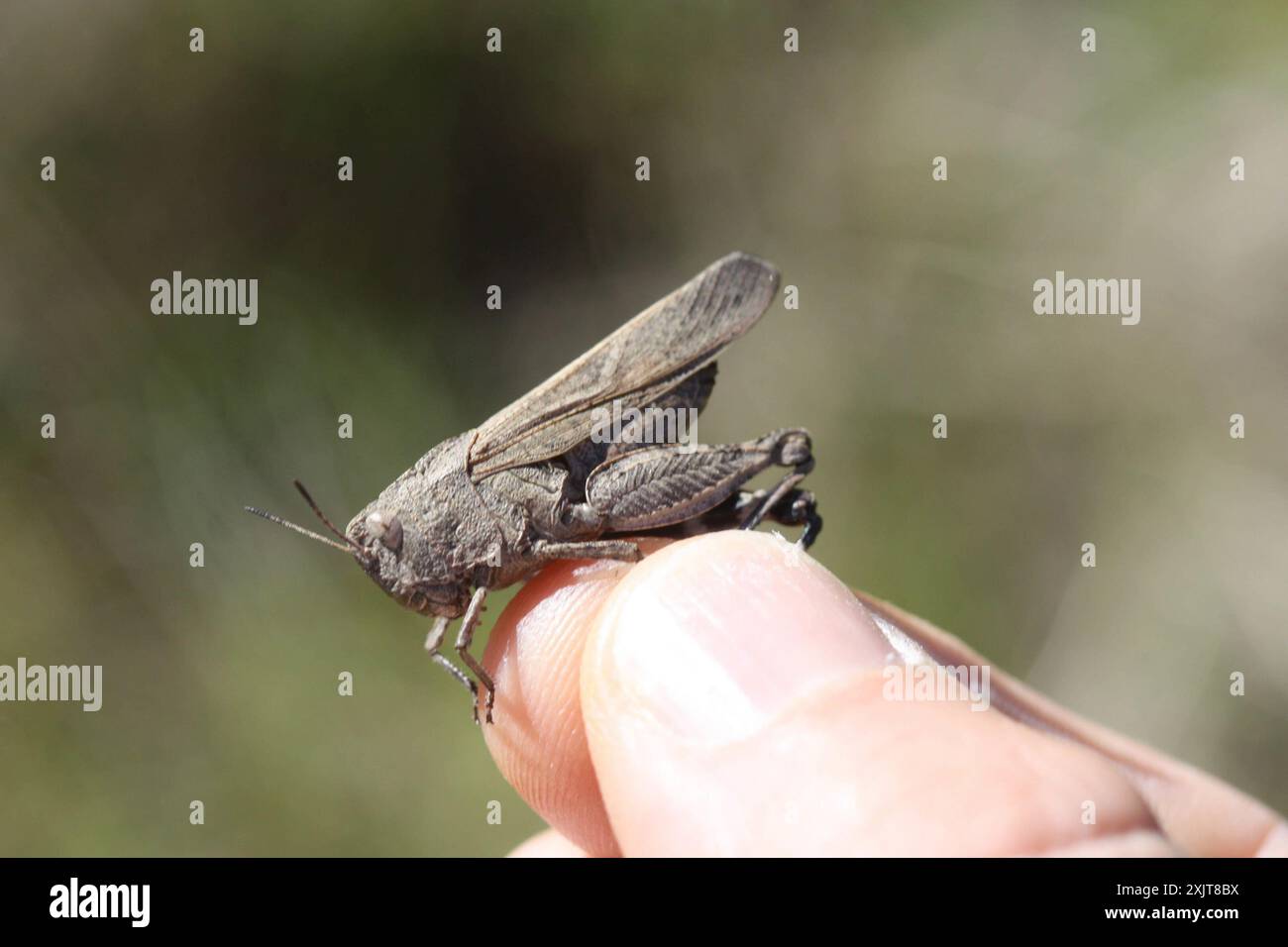 California Sulphur-winged Grasshopper (Arphia behrensi) Insecta Stock ...