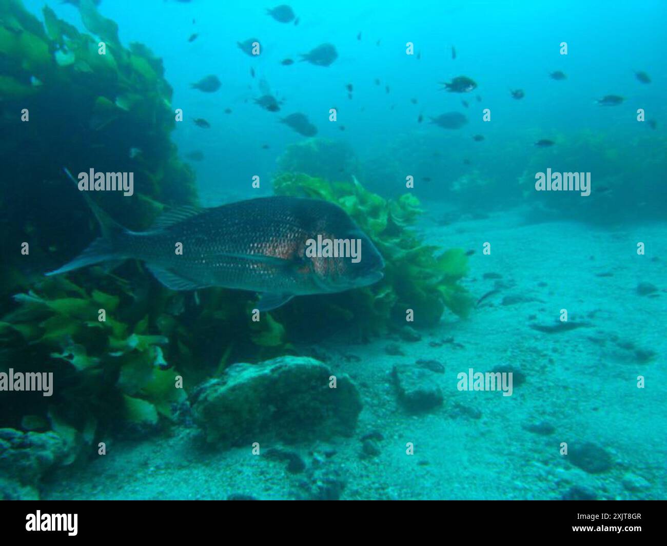 Snapper (Chrysophrys auratus) Actinopterygii Stock Photo - Alamy