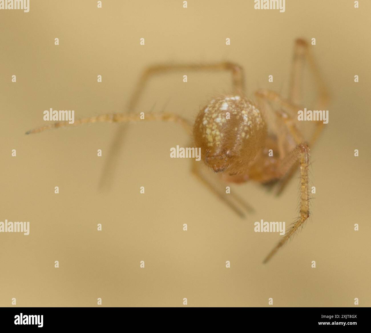 Comb-footed Spiders (Theridiidae) Arachnida Stock Photo - Alamy
