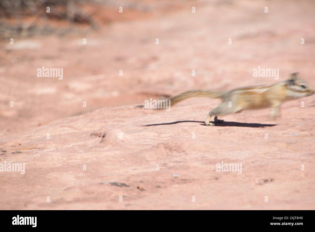 Hopi chipmunk neotamias rufus hi-res stock photography and images - Alamy