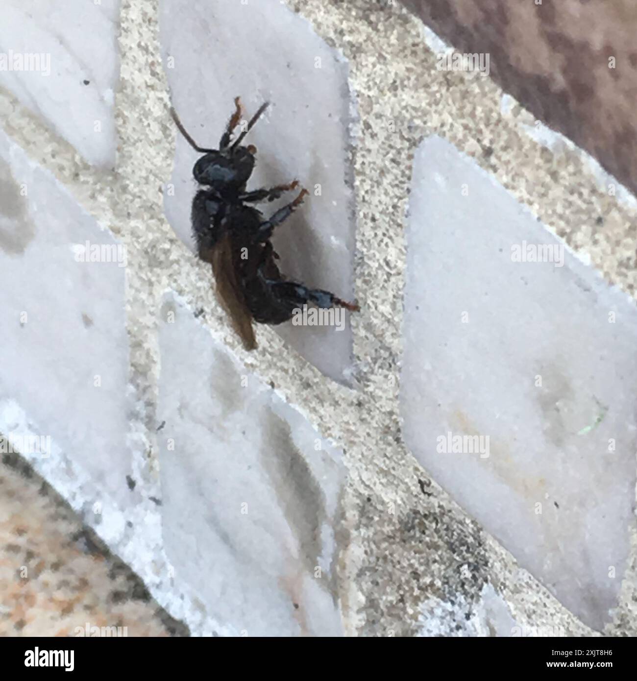 Stingless Bees (Meliponini) Insecta Stock Photo - Alamy