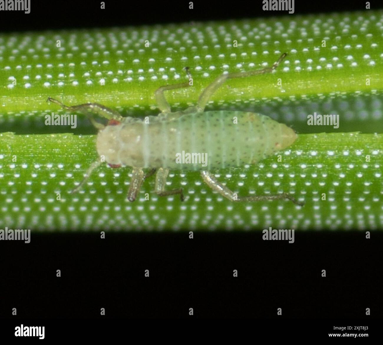 Pine Needle Aphids (Eulachnus) Insecta Stock Photo - Alamy