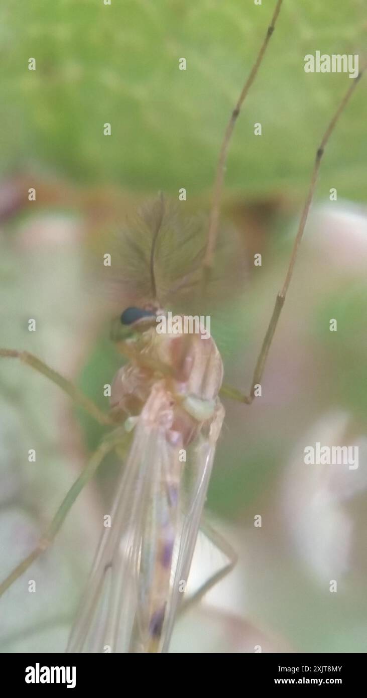 Non-biting Midges (Chironomidae) Insecta Stock Photo - Alamy
