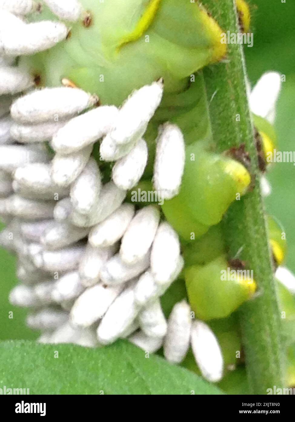 Hornworm Parasitoid Wasp (Cotesia congregata) Insecta Stock Photo - Alamy