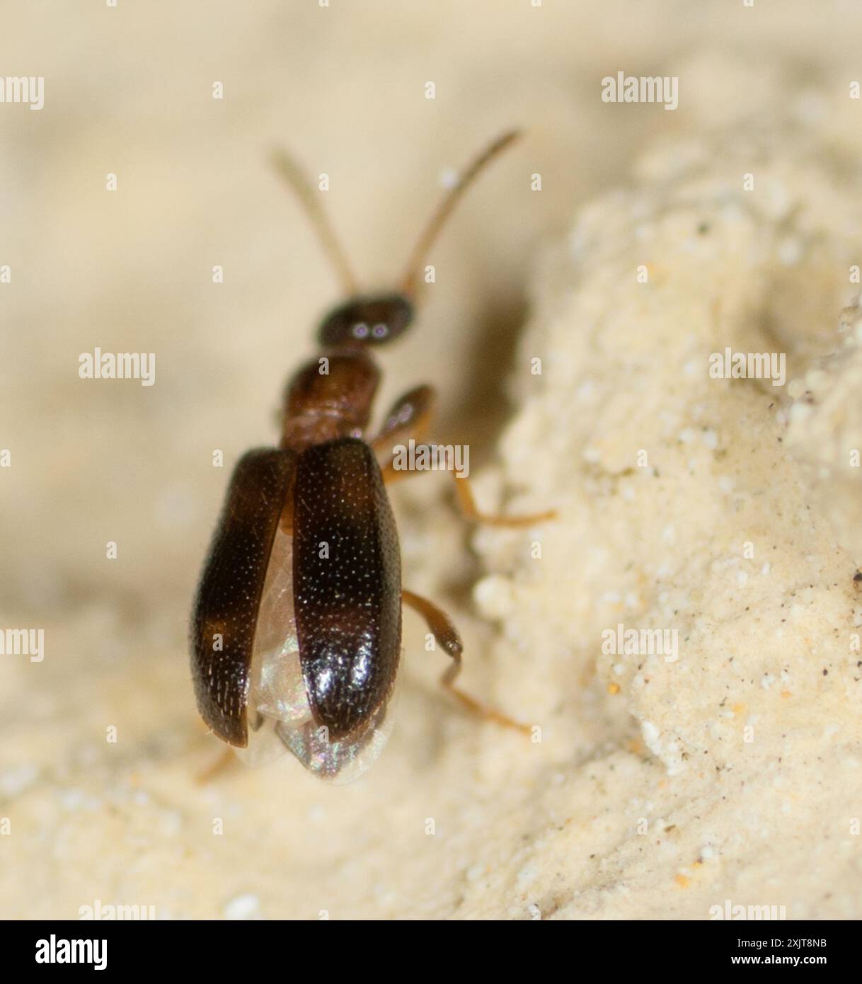 Ant-like Flower Beetles (Anthicidae) Insecta Stock Photo - Alamy