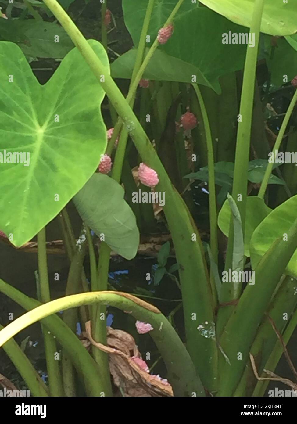 Channeled Apple Snail (Pomacea canaliculata) Mollusca Stock Photo - Alamy