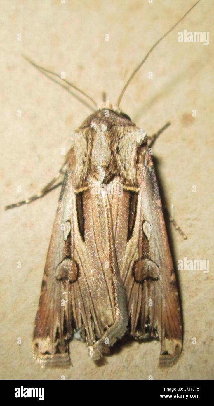 Agrotis spinifera hi-res stock photography and images - Alamy