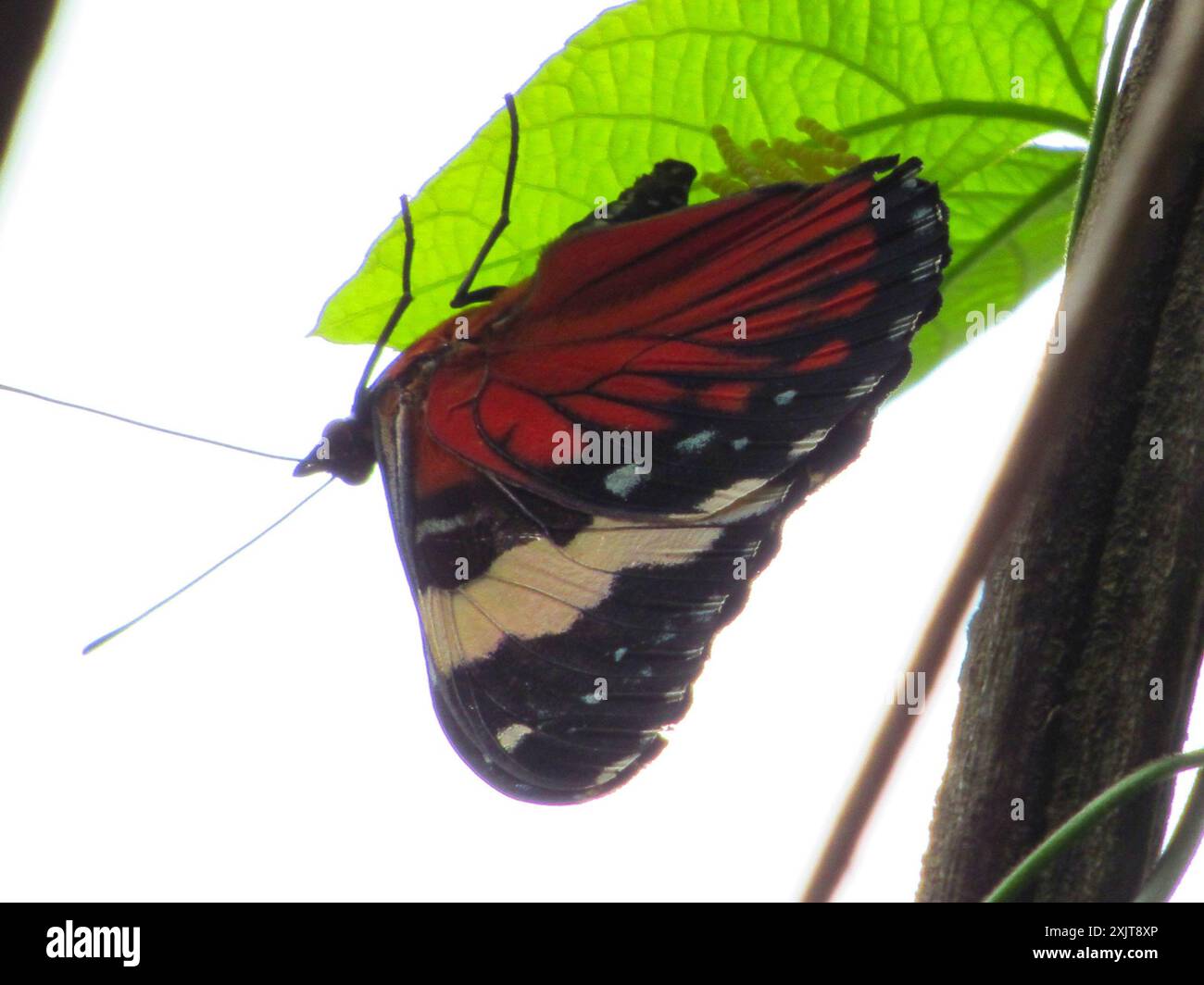 Red Cracker (Hamadryas amphinome) Insecta Stock Photo - Alamy