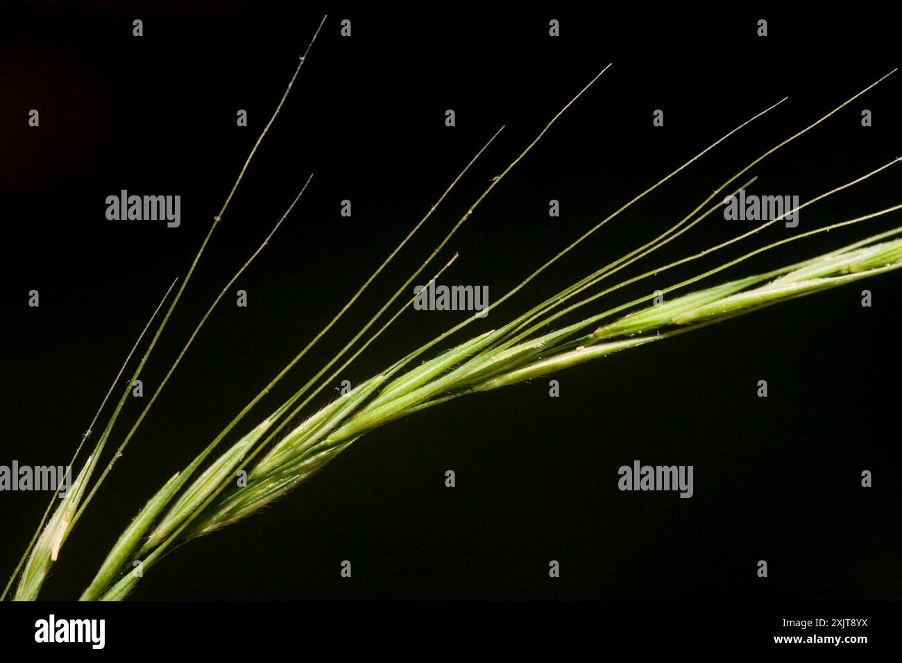 Long-awned Wood Grass (Brachyelytrum erectum) Plantae Stock Photo - Alamy