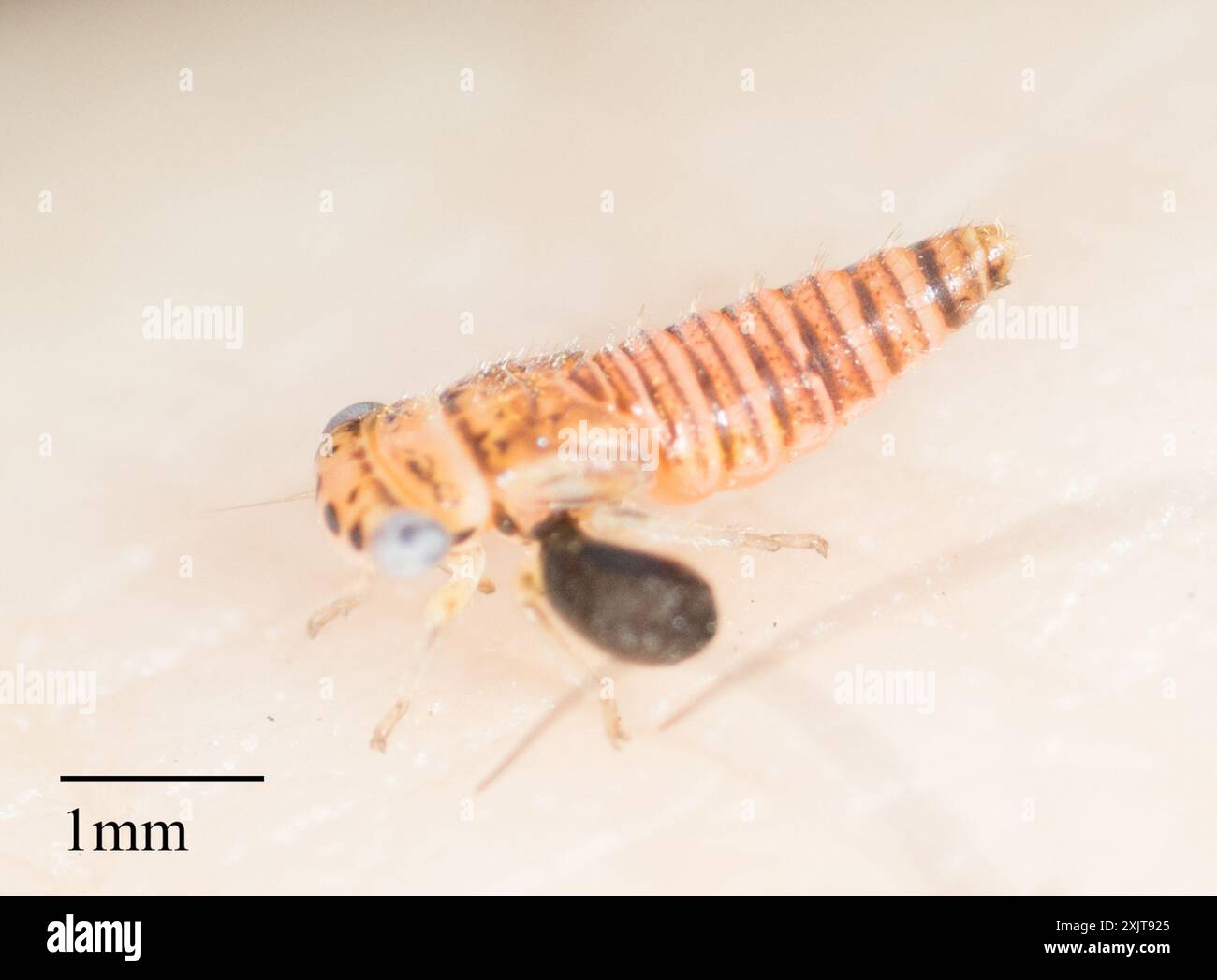 Pincer Wasps (Dryinidae) Insecta Stock Photo - Alamy