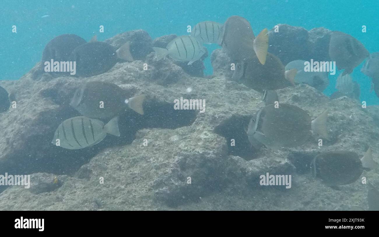 Convict Surgeonfish (Acanthurus triostegus) Actinopterygii Stock Photo ...