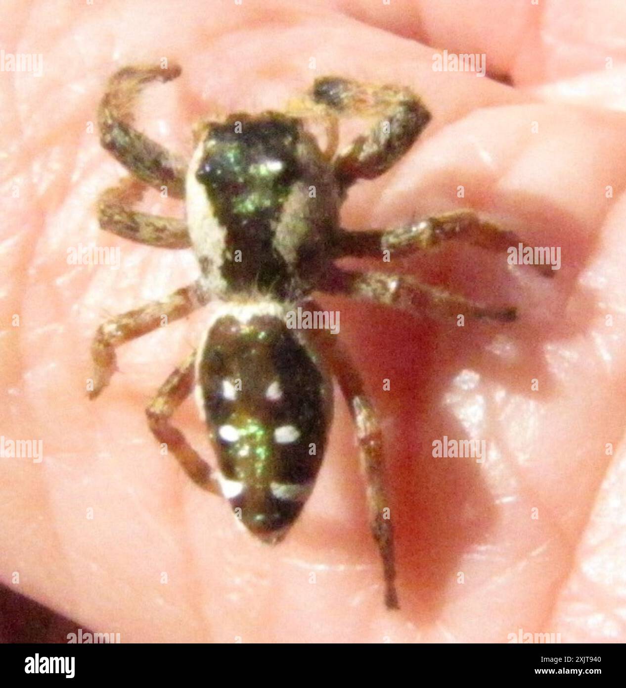 Golden Jumping Spider (Paraphidippus aurantius) Arachnida Stock Photo ...