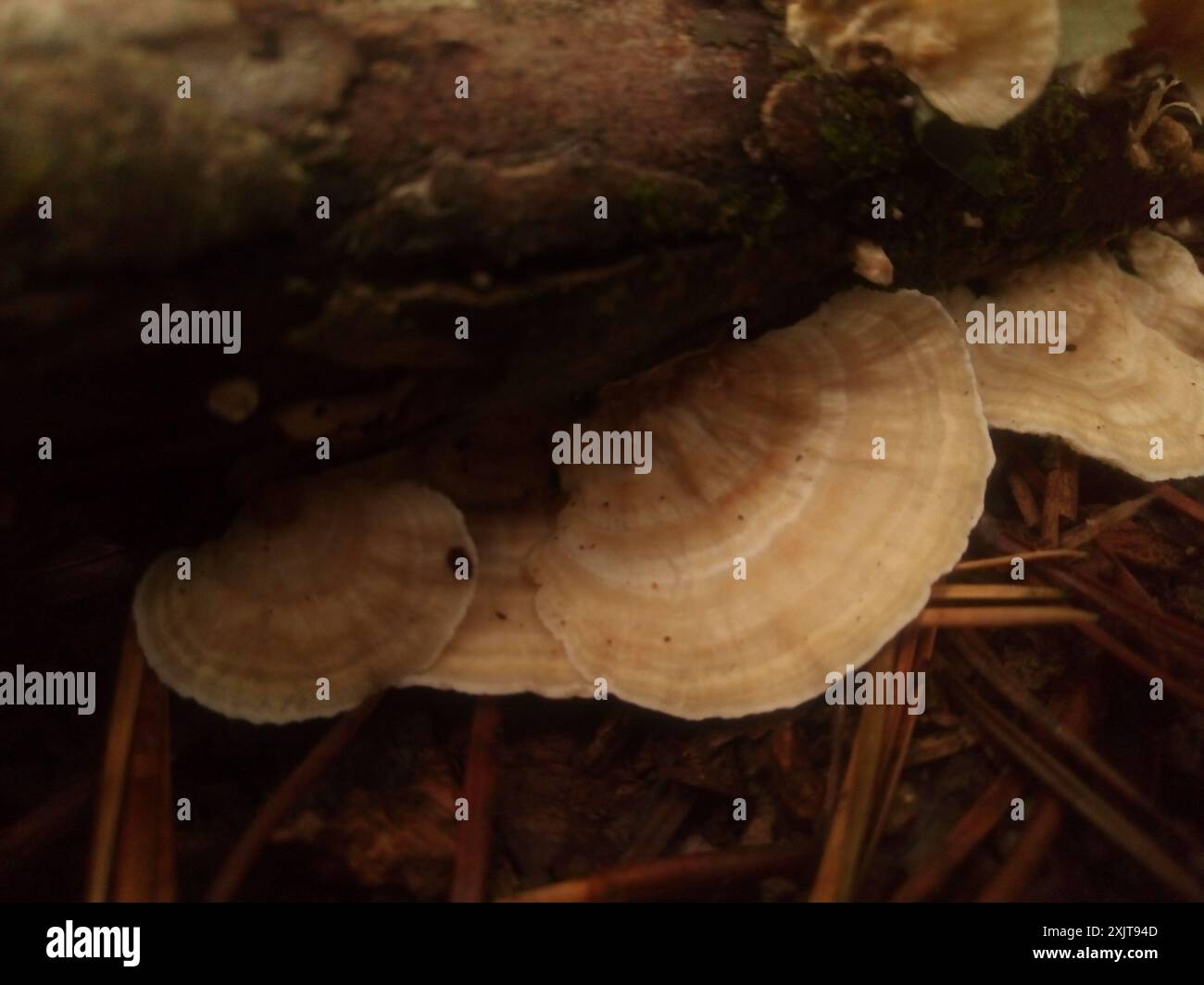 shelf fungi (Polyporales) Fungi Stock Photo - Alamy