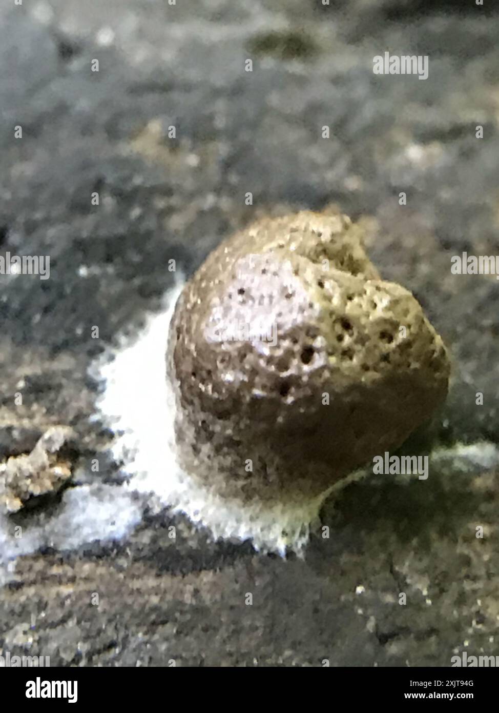 Reticularia lycoperdon hi-res stock photography and images - Alamy