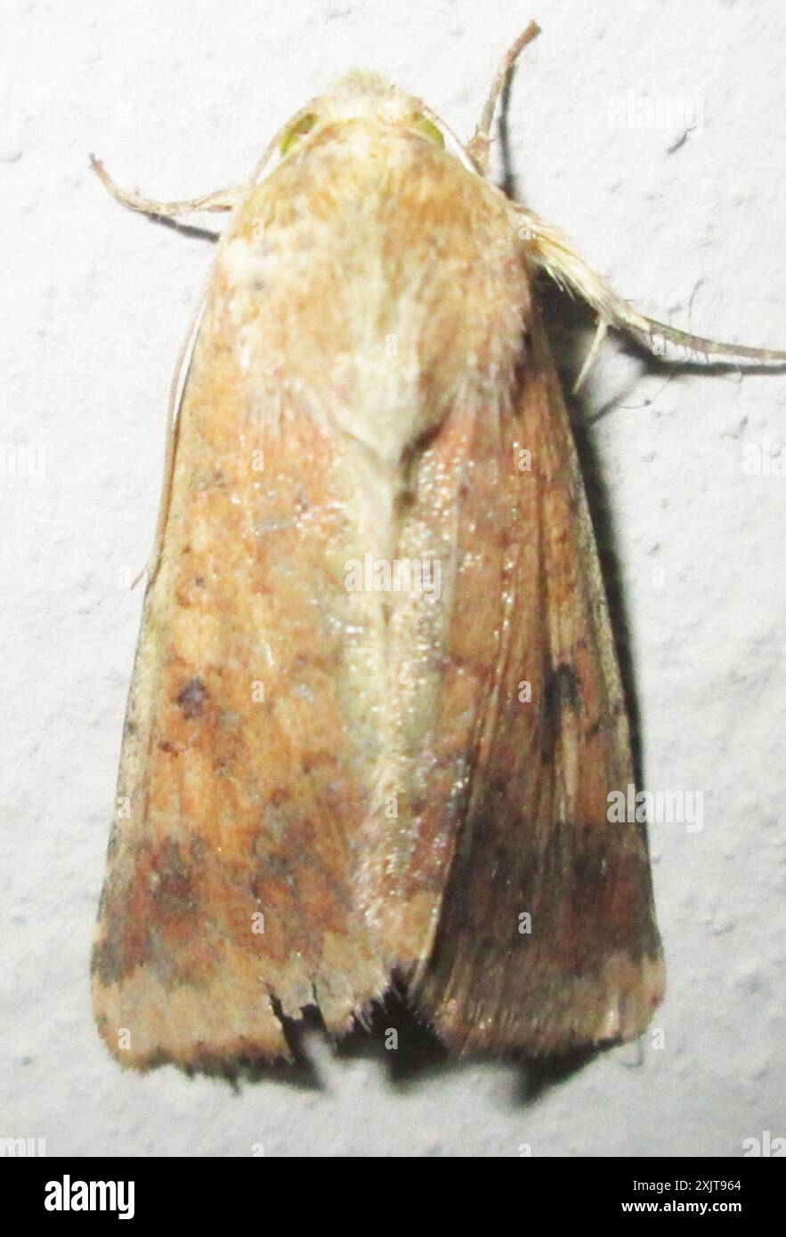 Cotton Bollworm Moth (Helicoverpa armigera) Insecta Stock Photo - Alamy