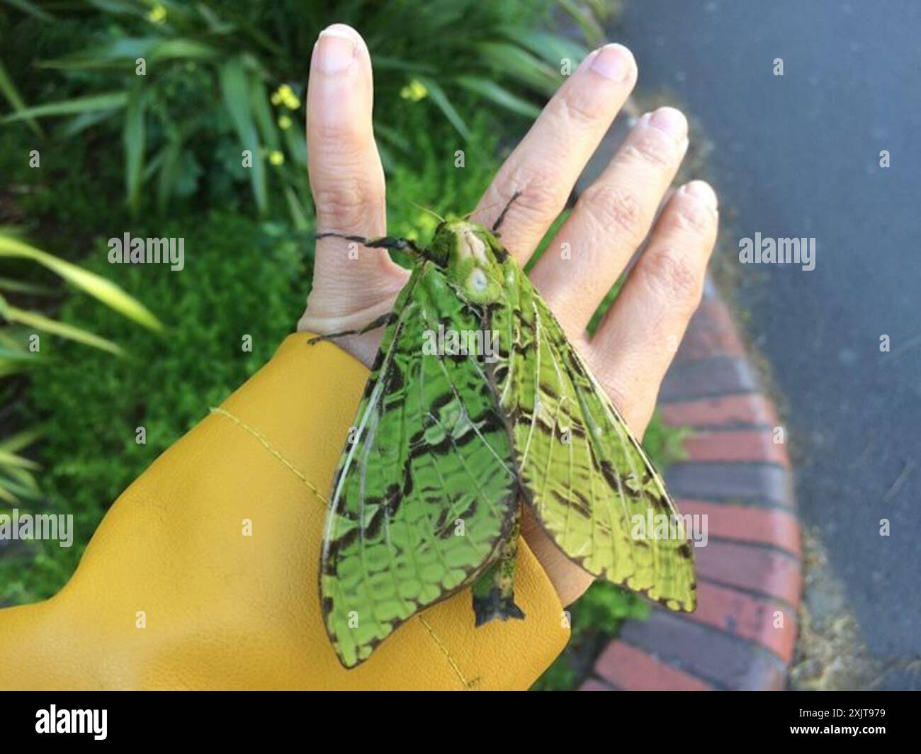 Puriri moth (Aenetus virescens) Insecta Stock Photo - Alamy