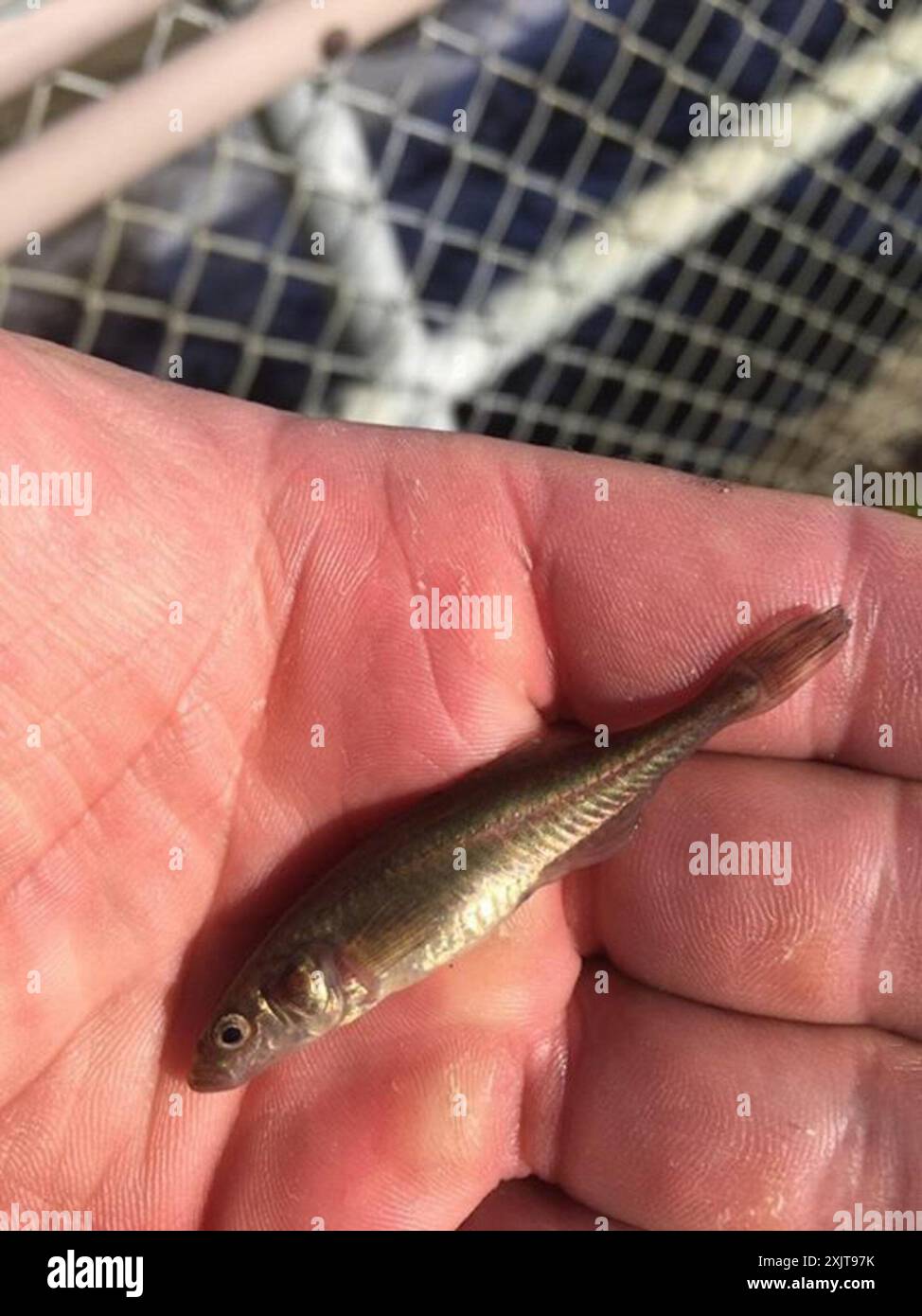 Culaea inconstans hi-res stock photography and images - Alamy