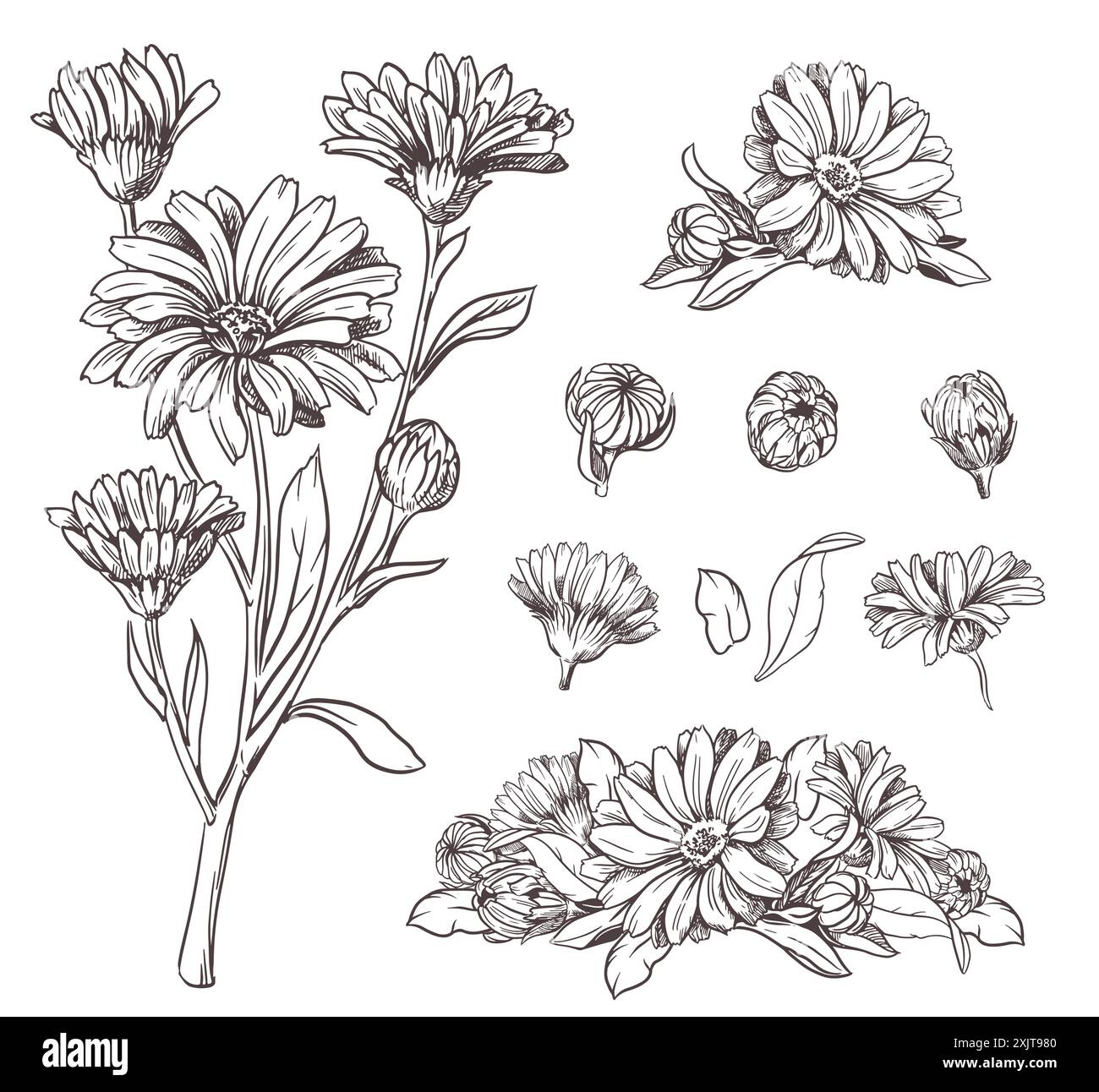 Drawing of the line of a calendula flower. Contour elements isolated on ...