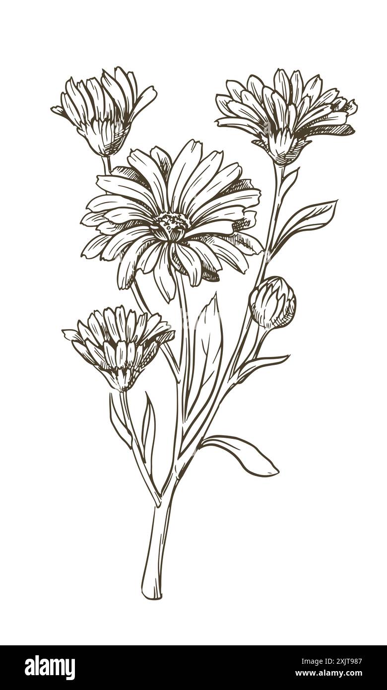 Calendula officinalis flower Stock Vector Images - Alamy