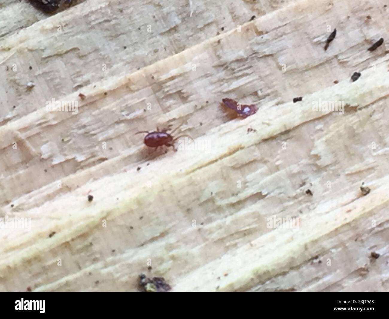 Mites and Ticks (Acari) Arachnida Stock Photo - Alamy