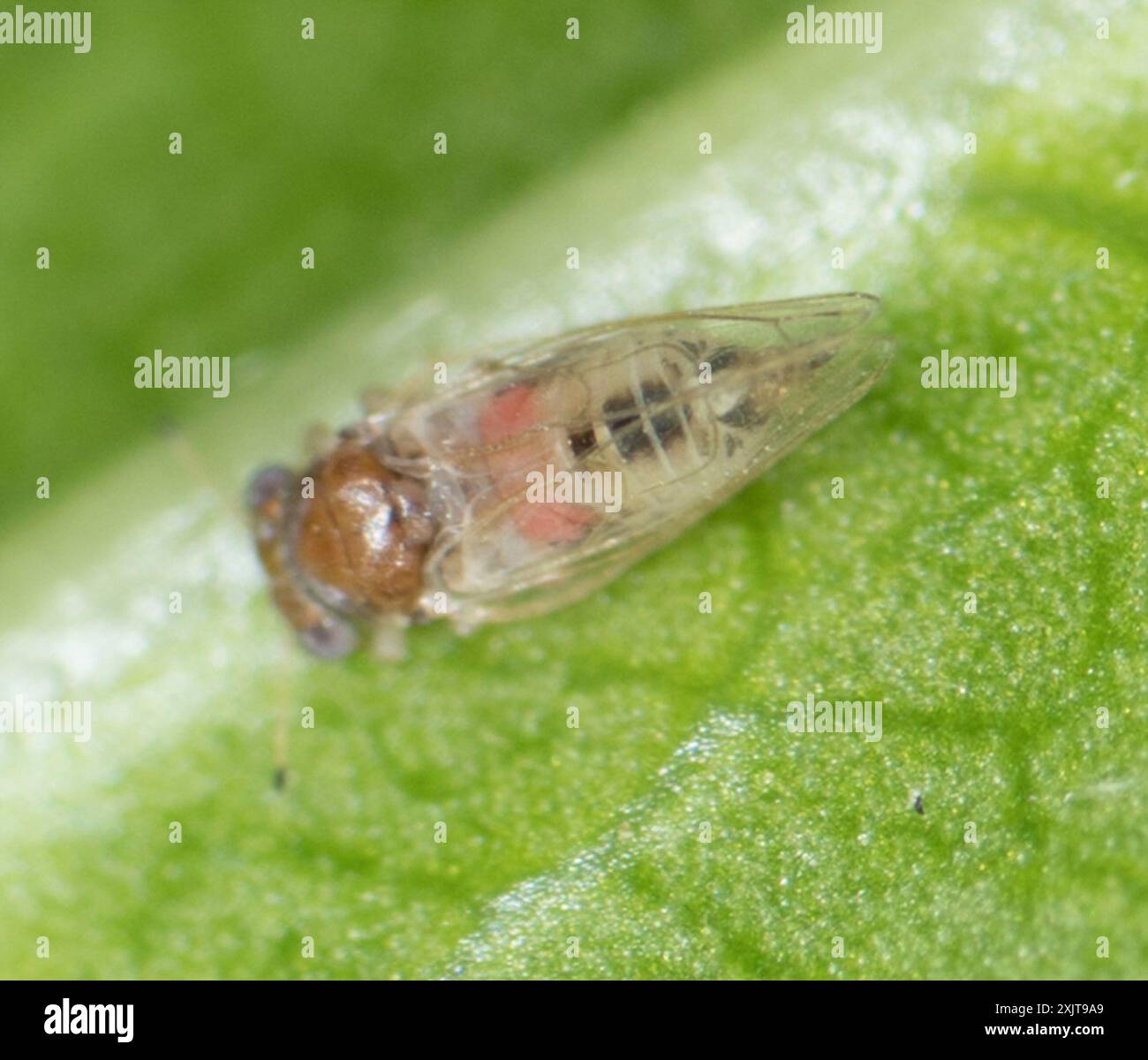 lemonade berry psyllid (Calophya californica) Insecta Stock Photo - Alamy