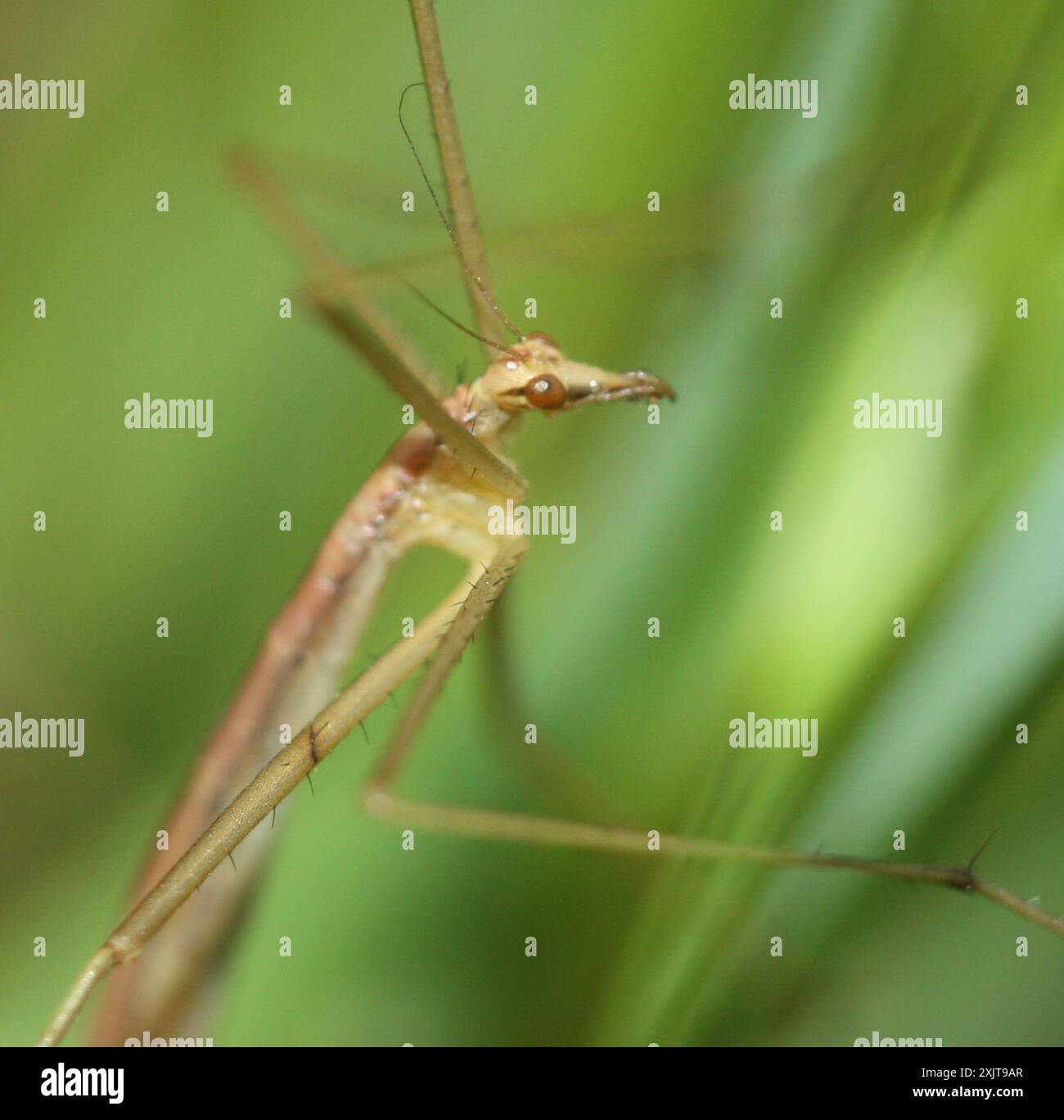Wingless Hangingfly (Apterobittacus apterus) Insecta Stock Photo - Alamy