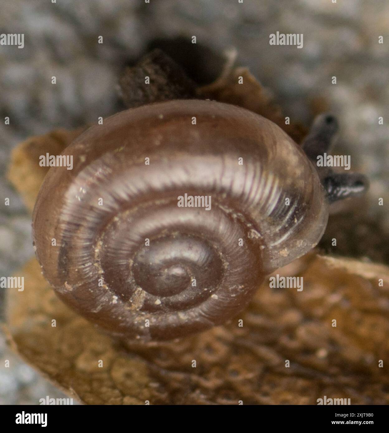 Typical Glass Snails (Oxychilus) Mollusca Stock Photo - Alamy
