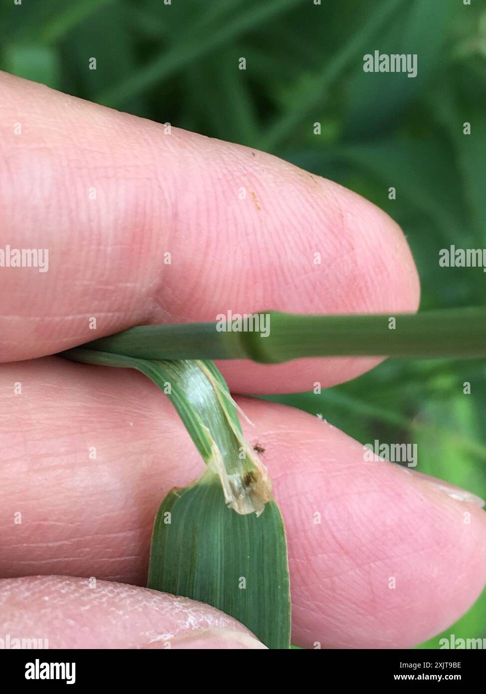 Timothy grass (Phleum pratense) Plantae Stock Photo - Alamy