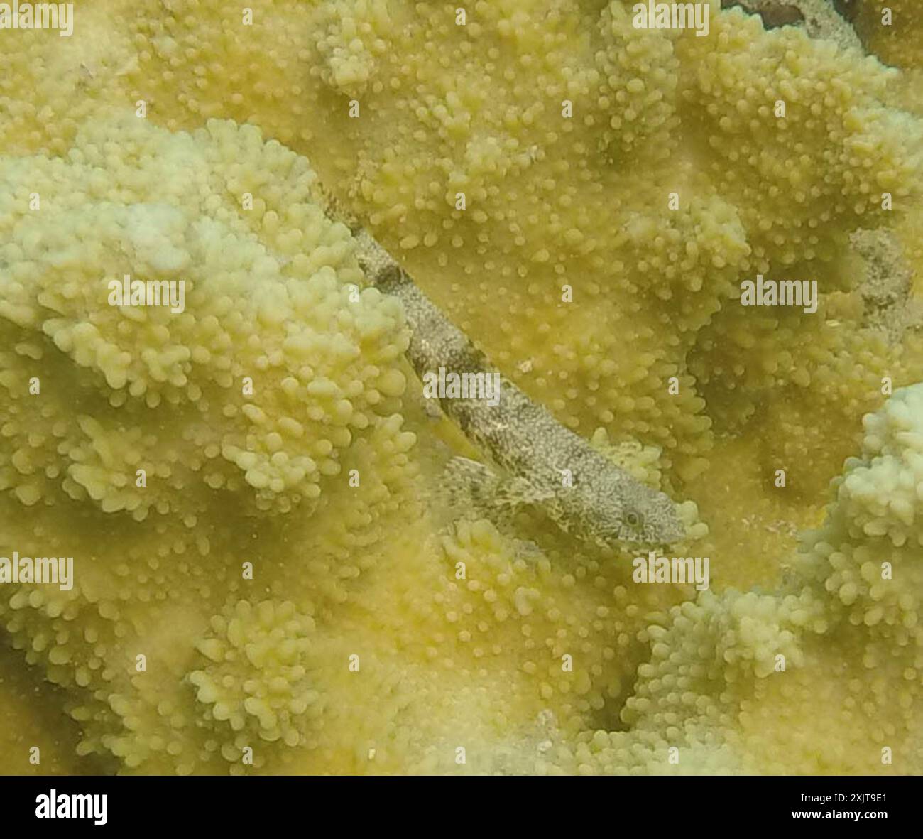 Hawaiian Lizardfish (Synodus ulae) Actinopterygii Stock Photo - Alamy