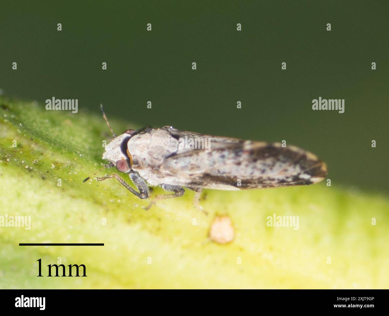 Asian Citrus Psyllid (Diaphorina citri) Insecta Stock Photo - Alamy