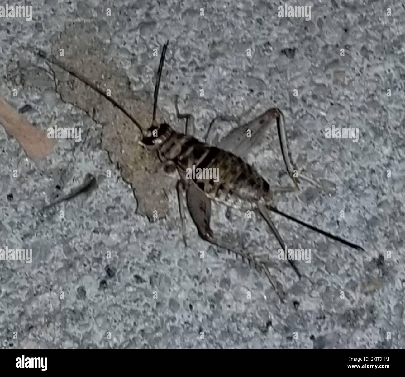 Tropical House Cricket (Gryllodes sigillatus) Insecta Stock Photo - Alamy