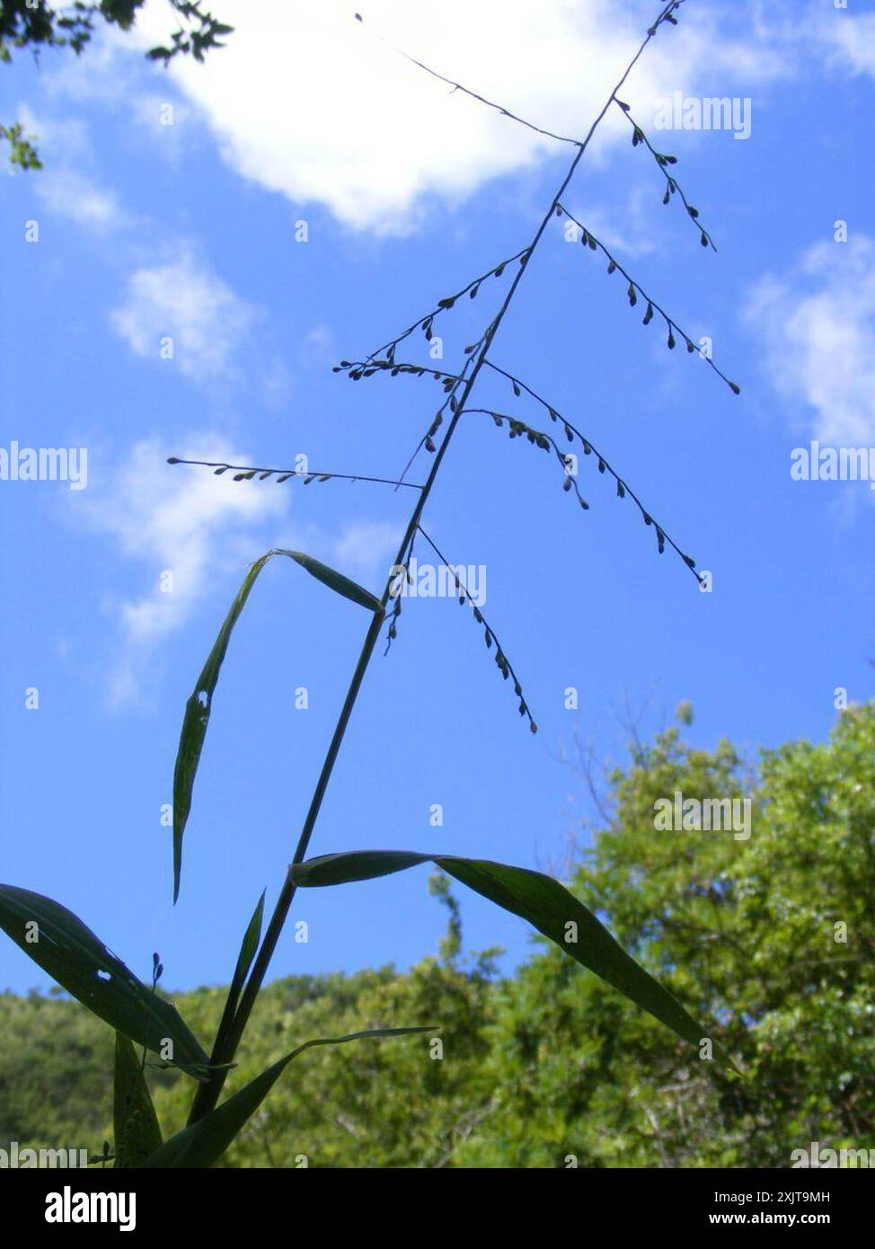 False Signal Grass (Urochloa deflexa) Plantae Stock Photo - Alamy