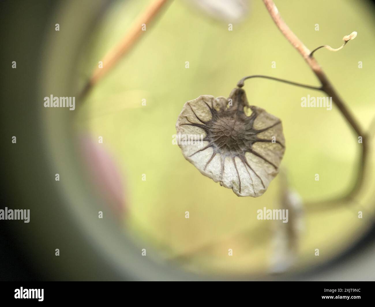 Ribbed Fringepod (Thysanocarpus radians) Plantae Stock Photo - Alamy