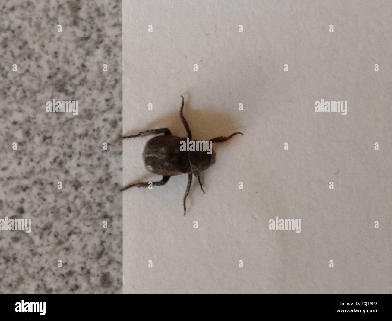 Welsh chafer hi-res stock photography and images - Alamy