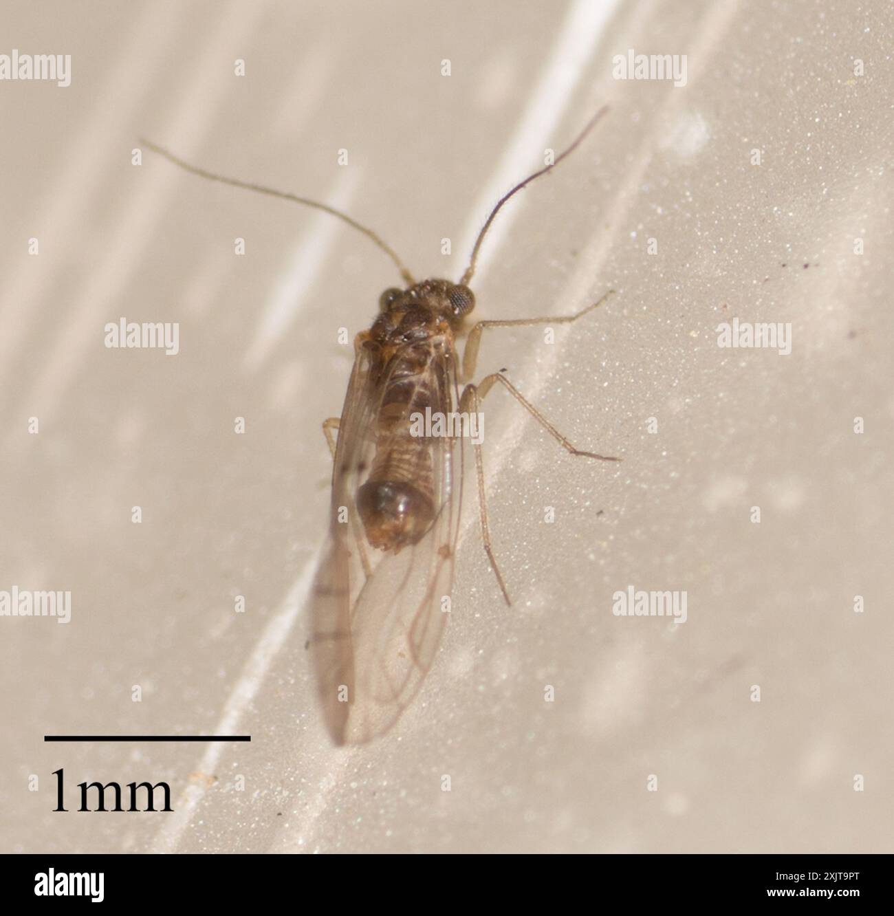 Barklice, Booklice, and Parasitic Lice (Psocodea) Insecta Stock Photo ...